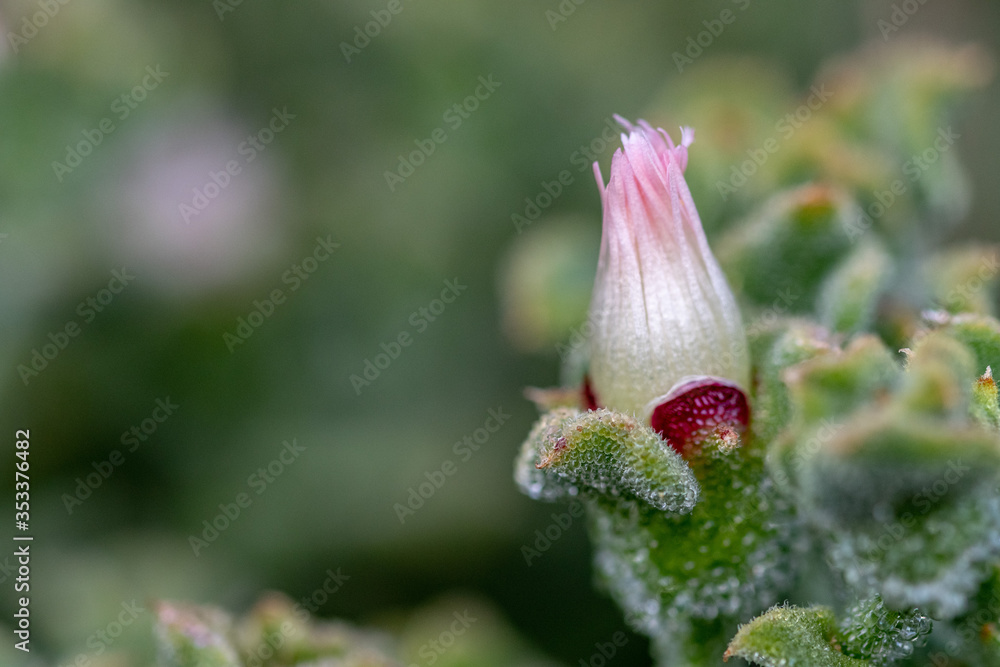 Colorful and diverse forest in early spring,. enhanced in a suitable ...