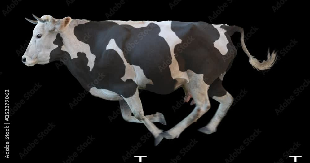 Black and white cow running realistic animation. Isolated animal video ...