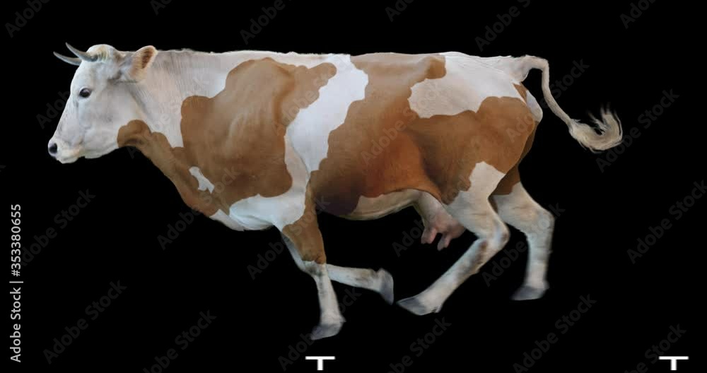 Red white cow running realistic animation. Isolated animal video ...