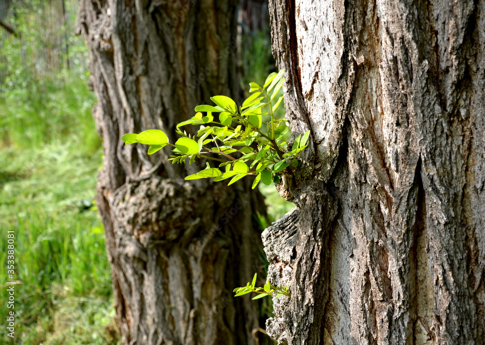 Robinia pseudoacacia bark of acacia and leaves sprouting from the buds ...