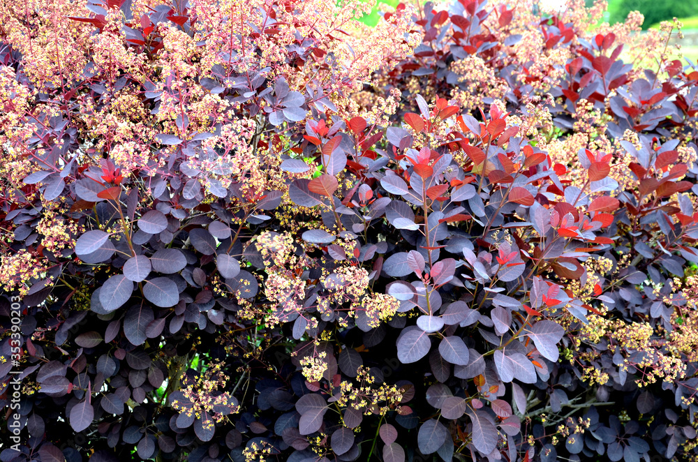 Cotinus coggygria amazingly hairy expected in bloom from June to the ...
