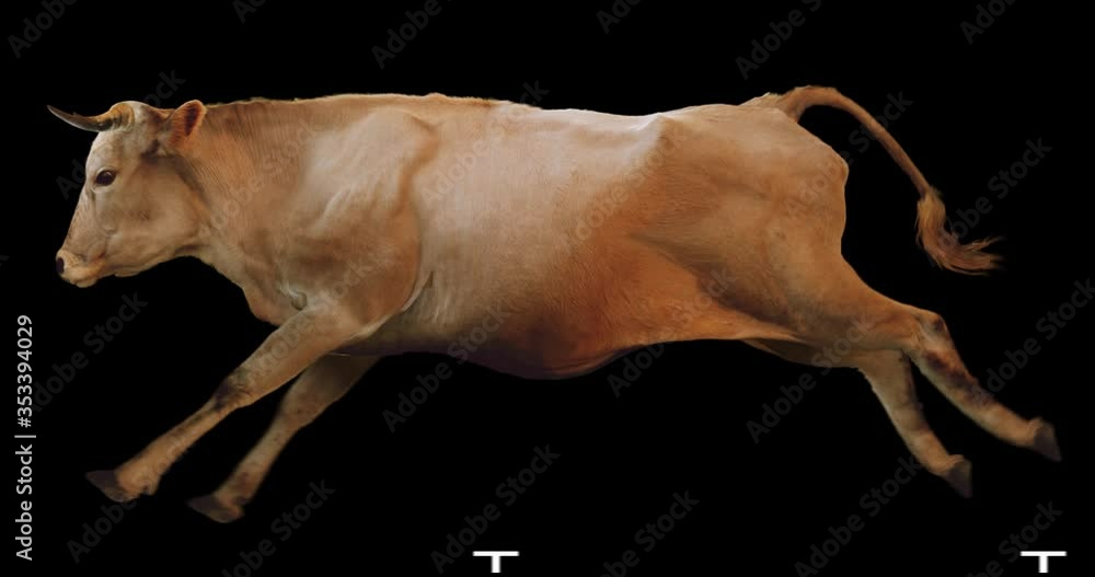 Red bull running realistic animation. Isolated animal video including ...