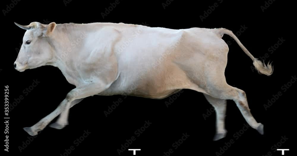 White bull running realistic animation. Isolated animal video including ...