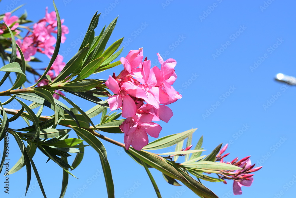 Fiori rosa di oleandro (Nerium oleander) Stock Photo | Adobe Stock