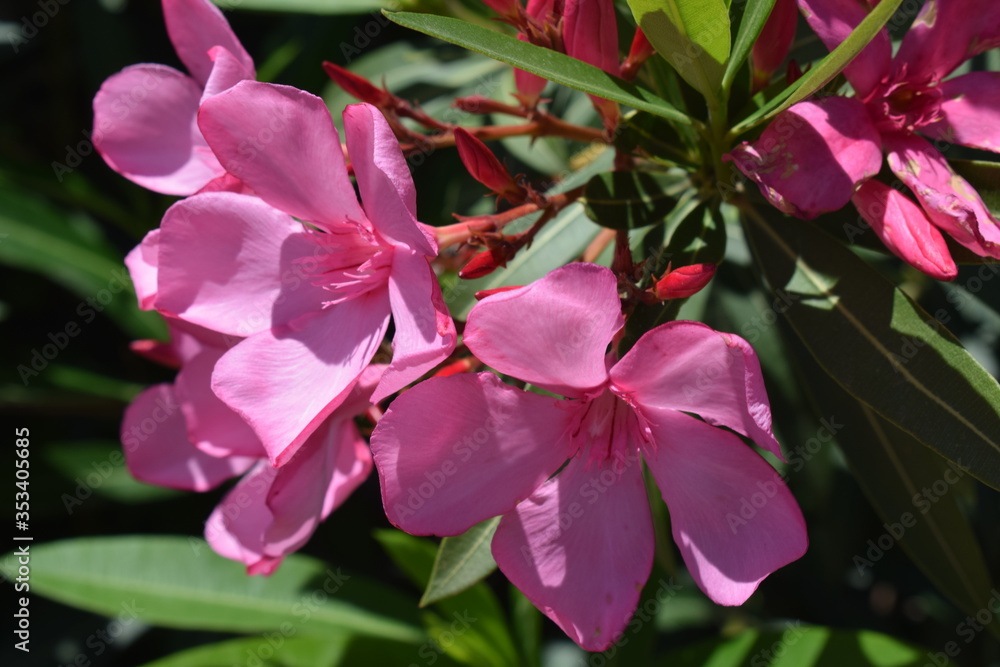 Fiori rosa di oleandro (Nerium oleander) Stock Photo | Adobe Stock