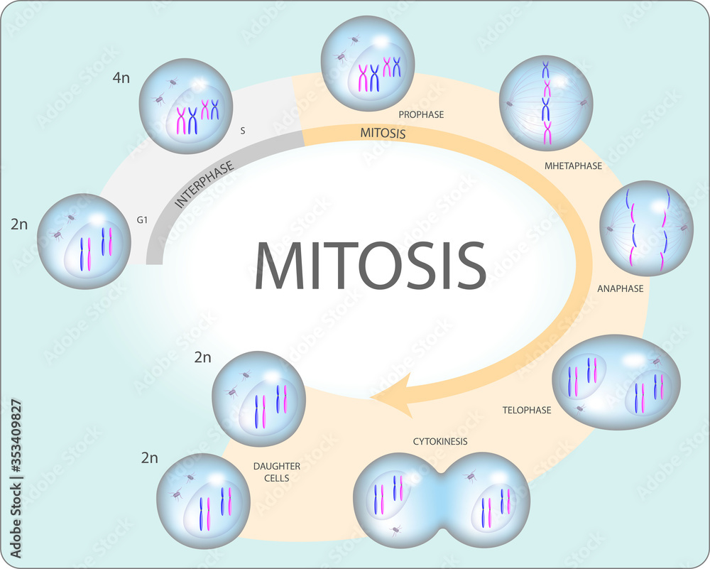 Photo & Art Print Mitosis process in cells, interphase and cell ...