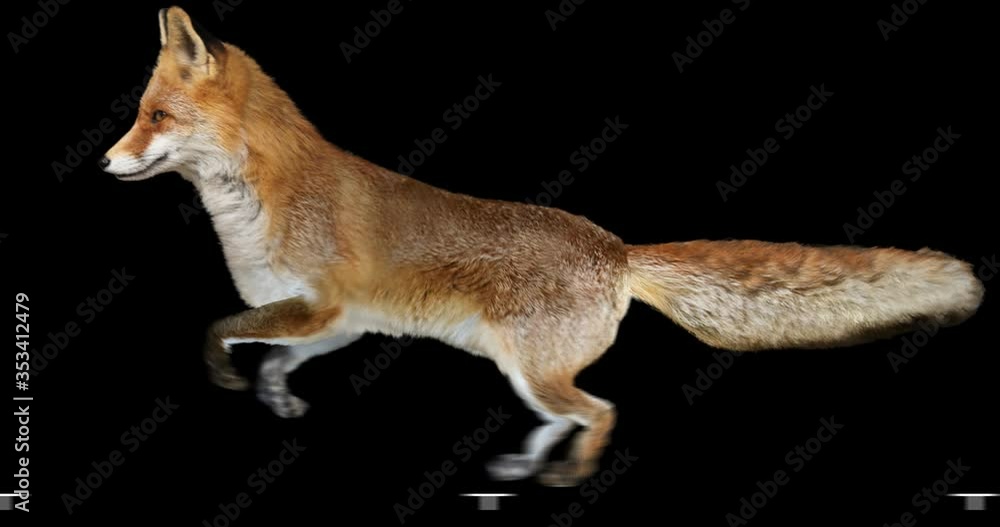 Red fox running realistic animation. Isolated animal video including ...