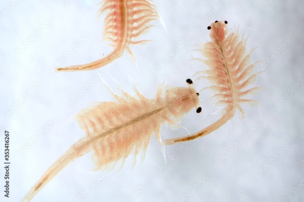 Sea Monkeys Up Close