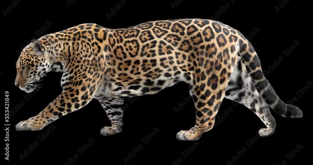 Jaguar walking realistic animation. Isolated animal video including ...