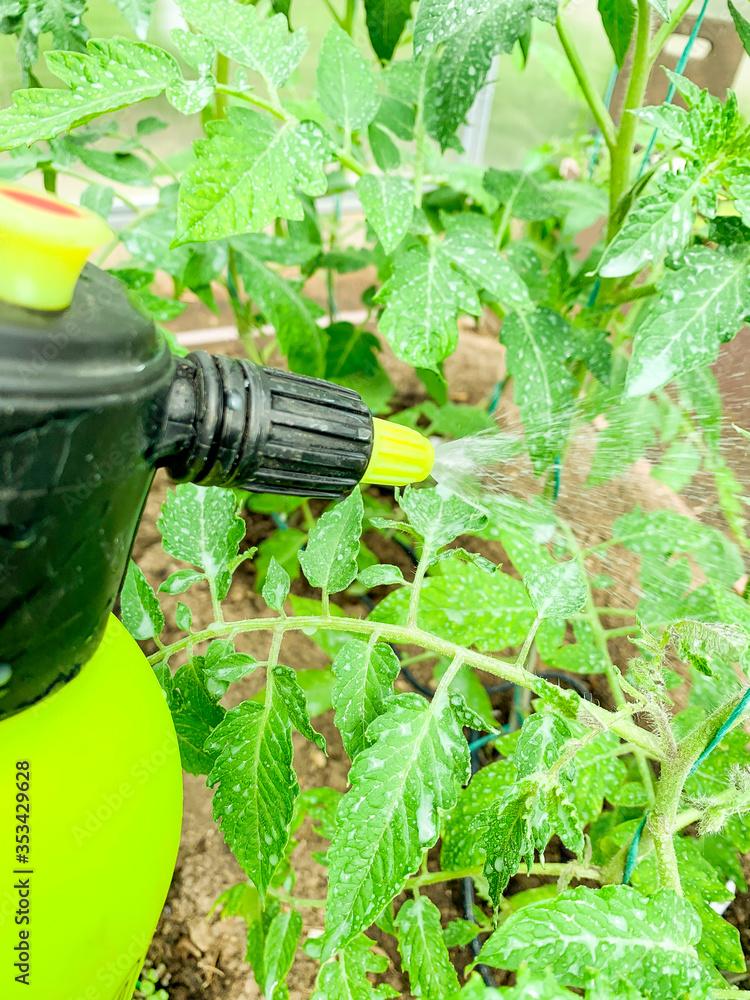 Use of pesticides in plant protection, spraying tomatoes Stock Photo ...