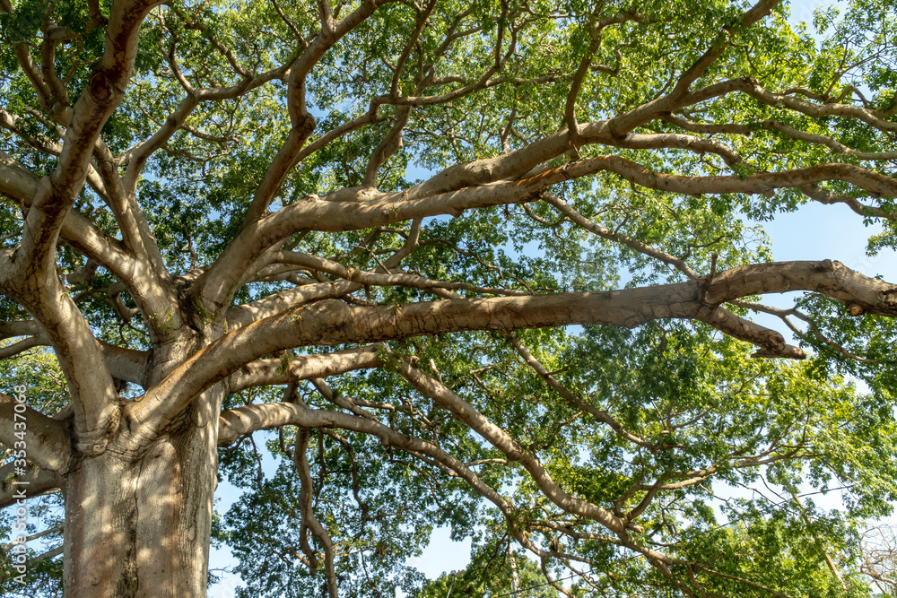 Cordoba, Colombia. January 3, 2020: Detail of Ceiba Bonga or Ceiba ...
