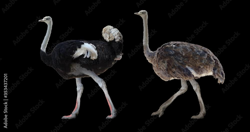Ostrich walking realistic animation. Isolated animal video including ...