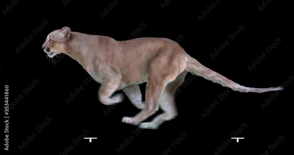 Cougar Puma running realistic animation. Isolated Mountain lion video ...