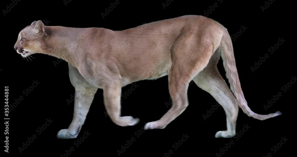 Vidéo Stock Cougar Puma walking realistic animation. Isolated Mountain ...