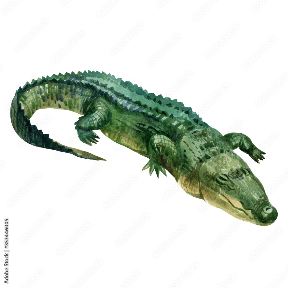 Watercolor illustration, crocodile. Isolated freehand drawing of a ...