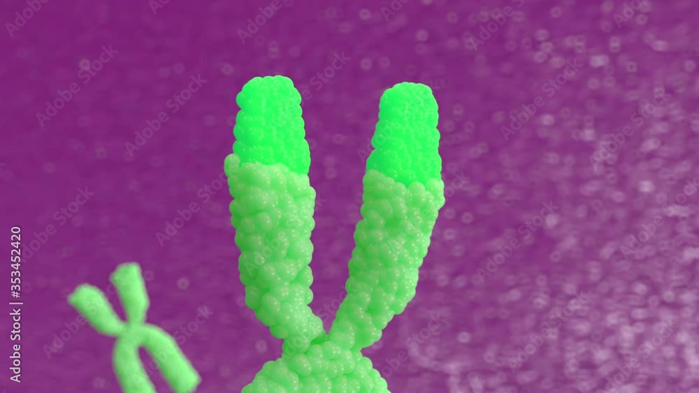 3d animation X chromosomes. Telomerase restores short bits of DNA known ...