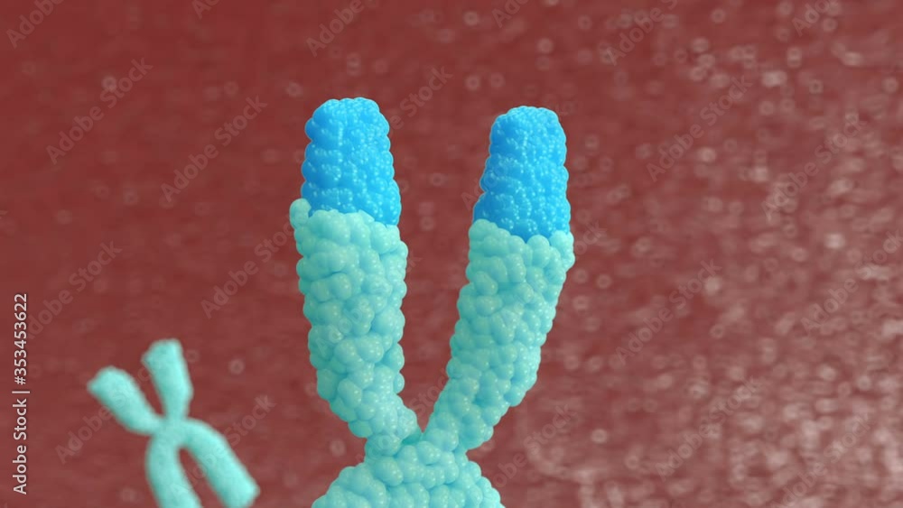 3d animation X chromosomes. Telomerase restores short bits of DNA known ...