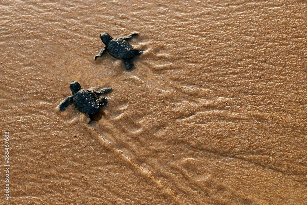 Cute hatchling baby loggerhead sea turtle (caretta caretta) crawling to ...