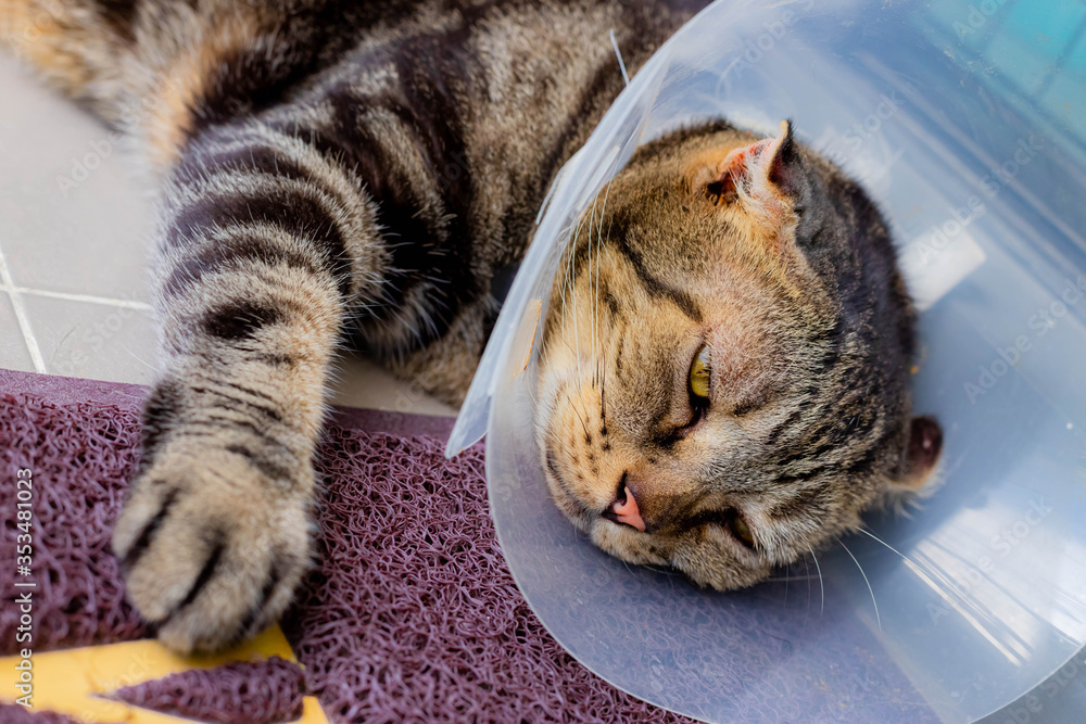 Cat that wear collar because it's infected with hematoma and relax in ...