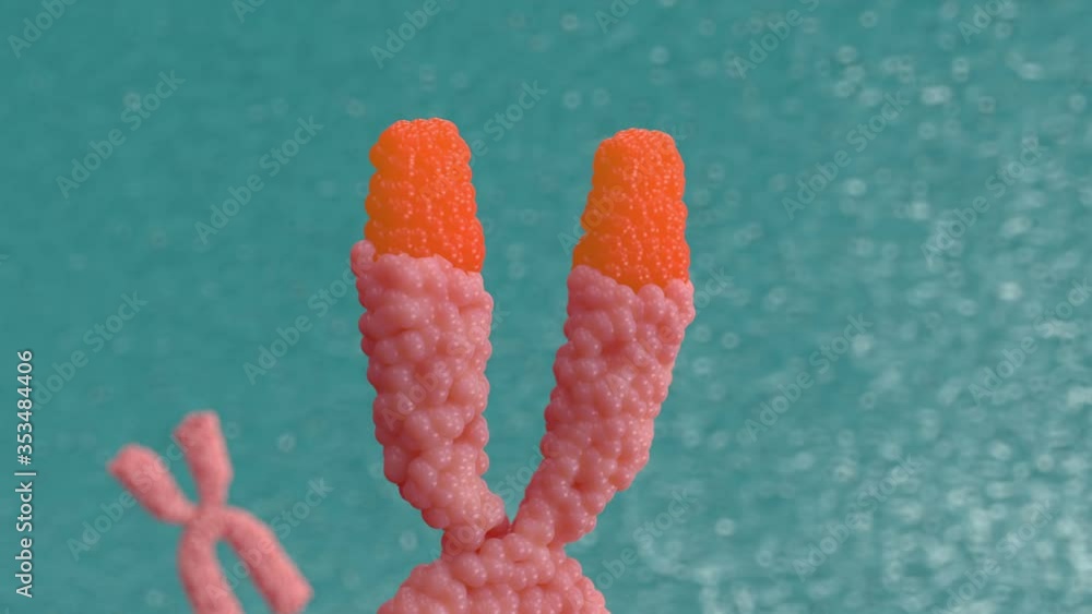 3d animation X chromosomes. Telomerase restores short bits of DNA known ...