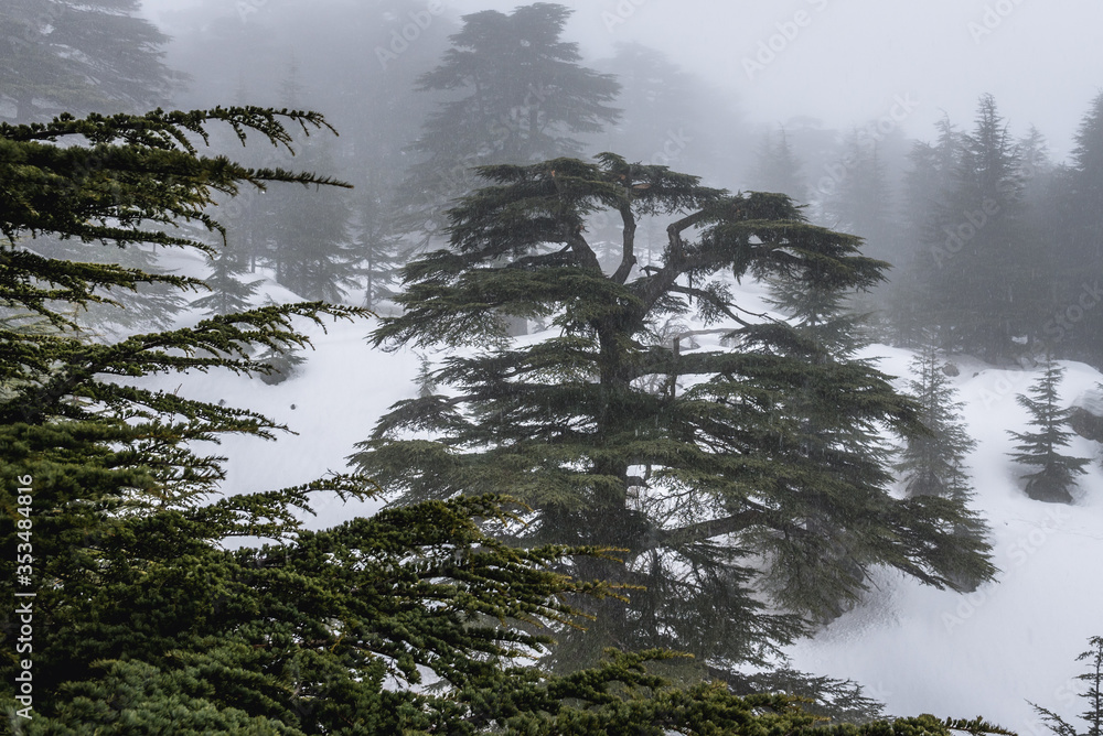 Lebanese Cedar trees in so called Cedars of God protected area in ...