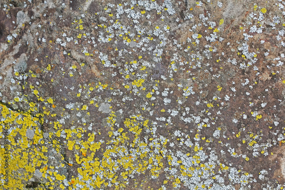 Colored moss and Lichen, fungi and algae that occur naturally on rock ...