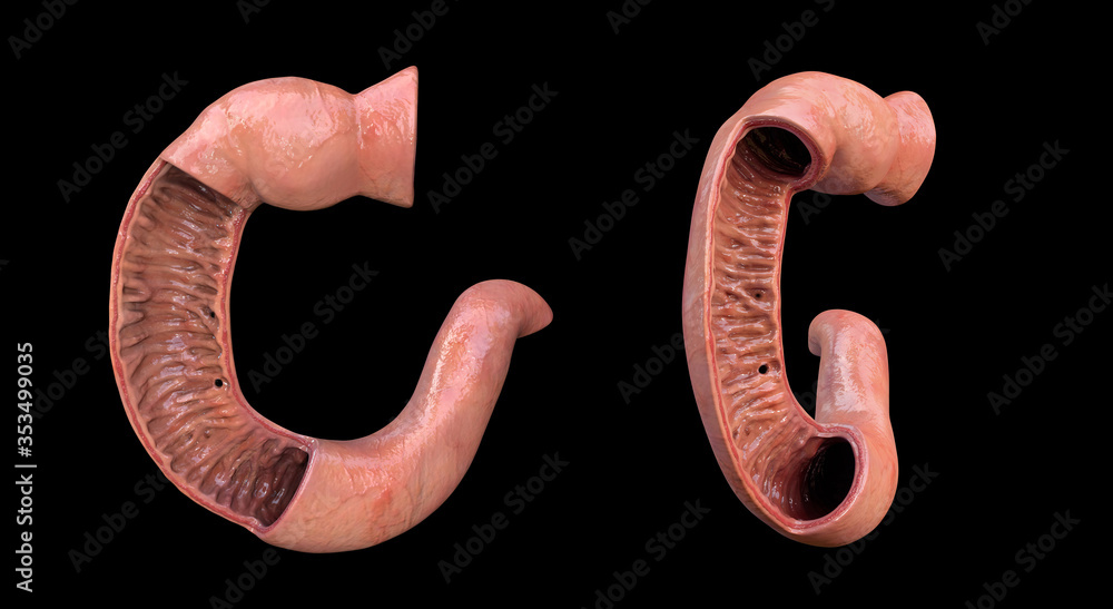 duodenum, human anatomy set, the first part of the small intestine ...