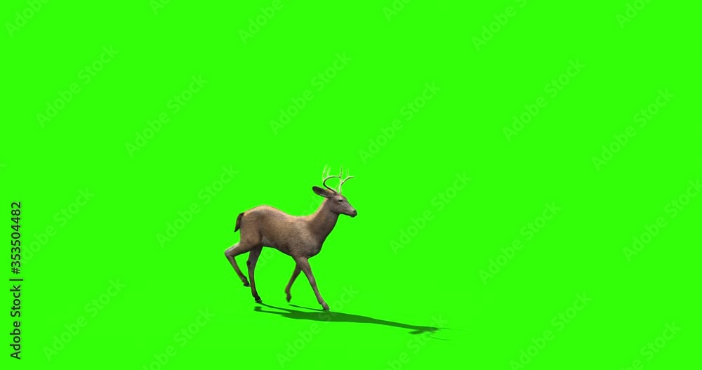 4k green screen side view footage of a deer crossing the screen. vídeo ...