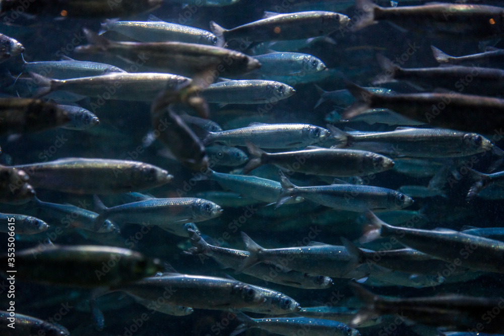 A group of sardines or herring swimming together in the ocean with blue ...