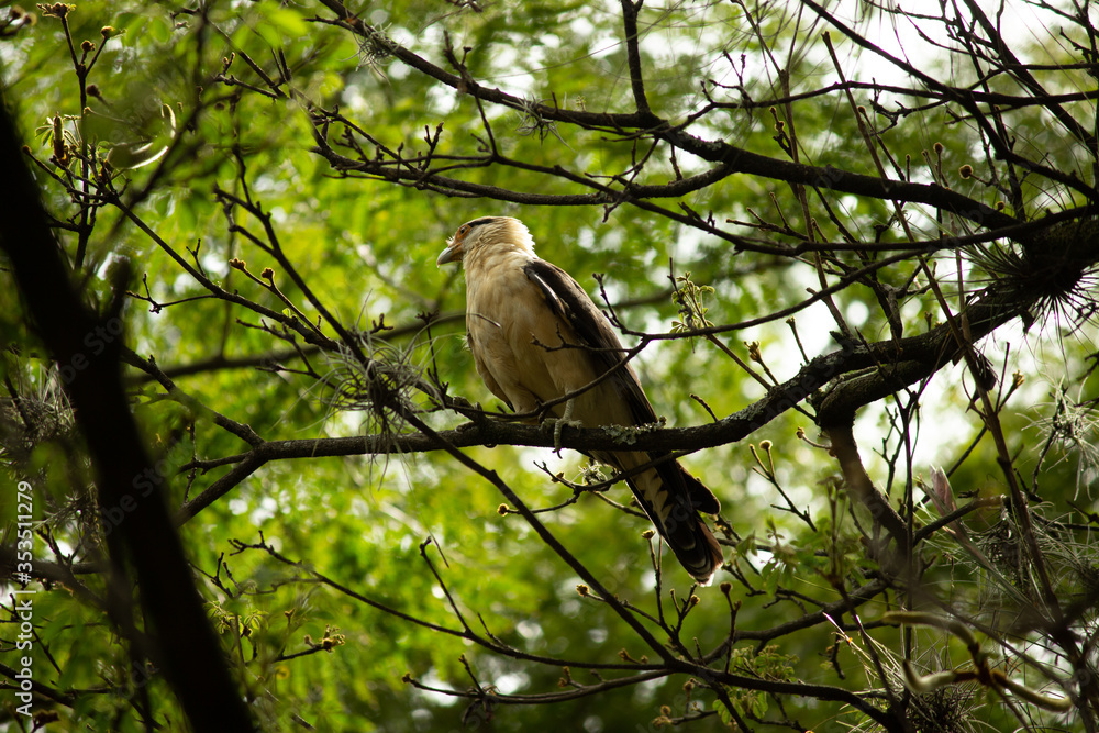 Alcon wallpaper 4K Stock Photo | Adobe Stock