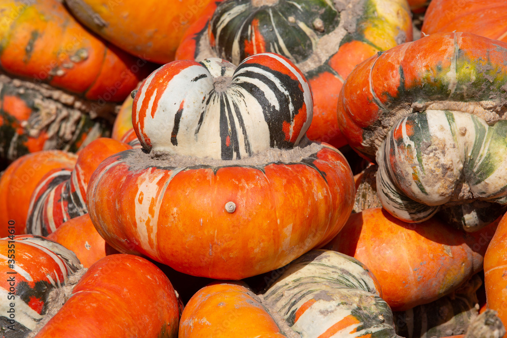 Foto de Turban squash, also known as "Turk's turban" or "French turban ...