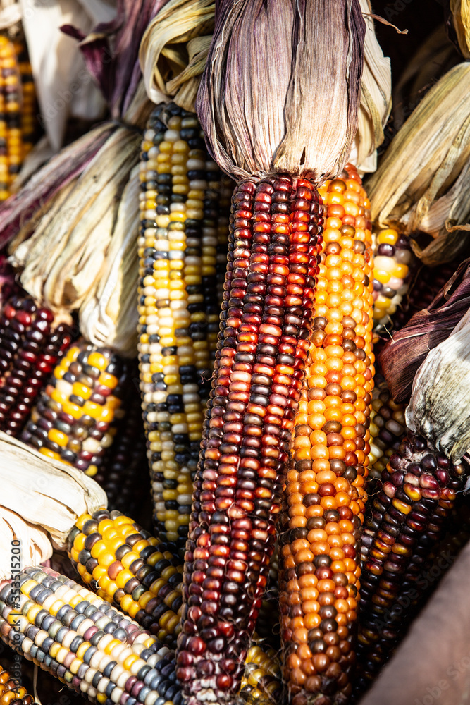 Flint corn, or Indian corn, is one of the oldest varieties of corn, a ...