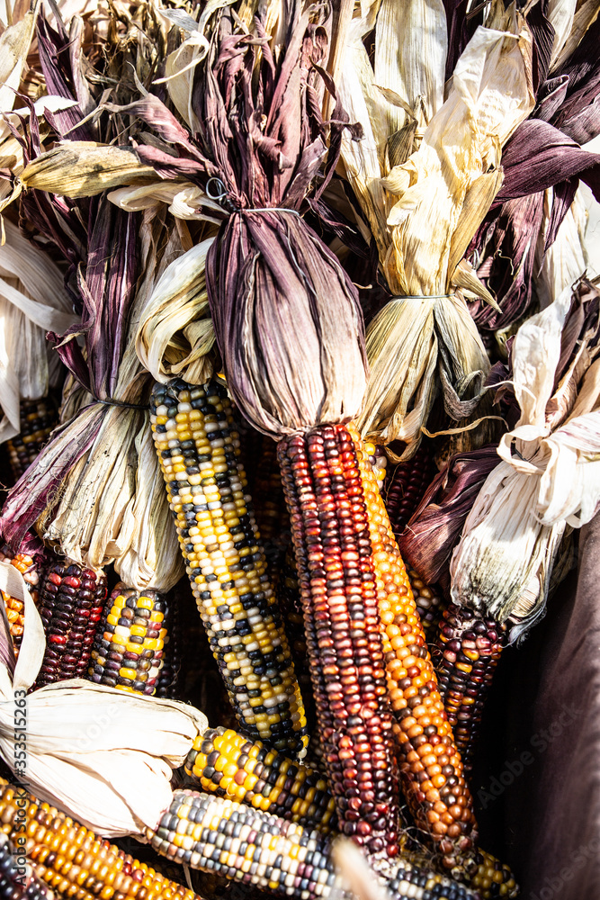 Flint corn, or Indian corn, is one of the oldest varieties of corn, a ...