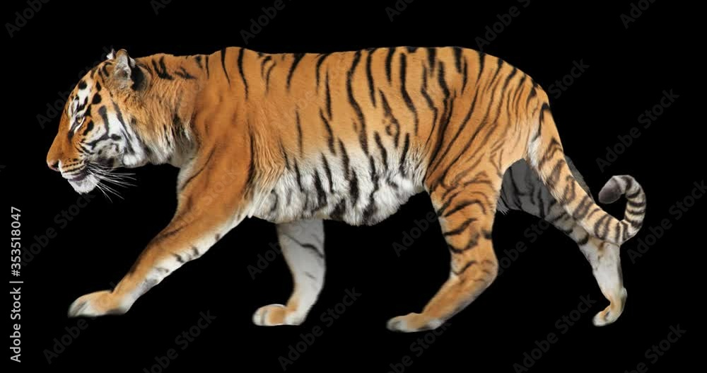 Tiger walking realistic animation. Isolated animal video including ...