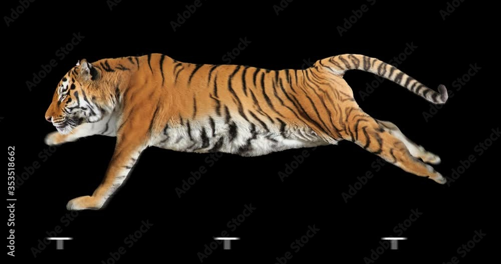 Vidéo Stock Tiger running realistic animation. Isolated animal video ...