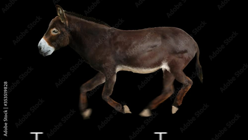 Donkey running realistic animation. Isolated animal video including ...