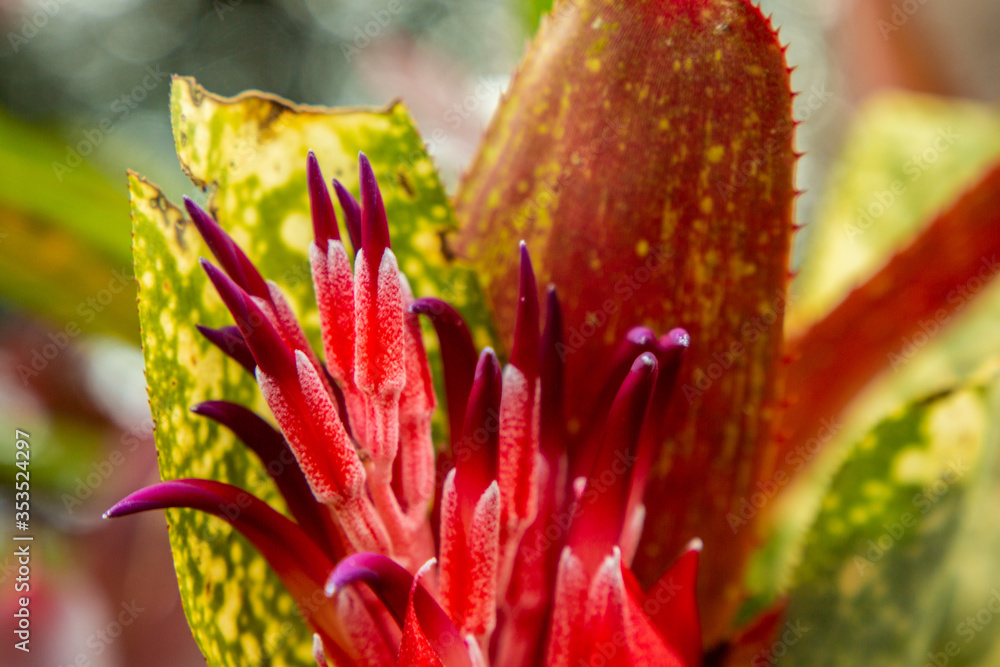Flaming Torch (Billbergia Pyramidalis) also Known as Fooproof Plant ...