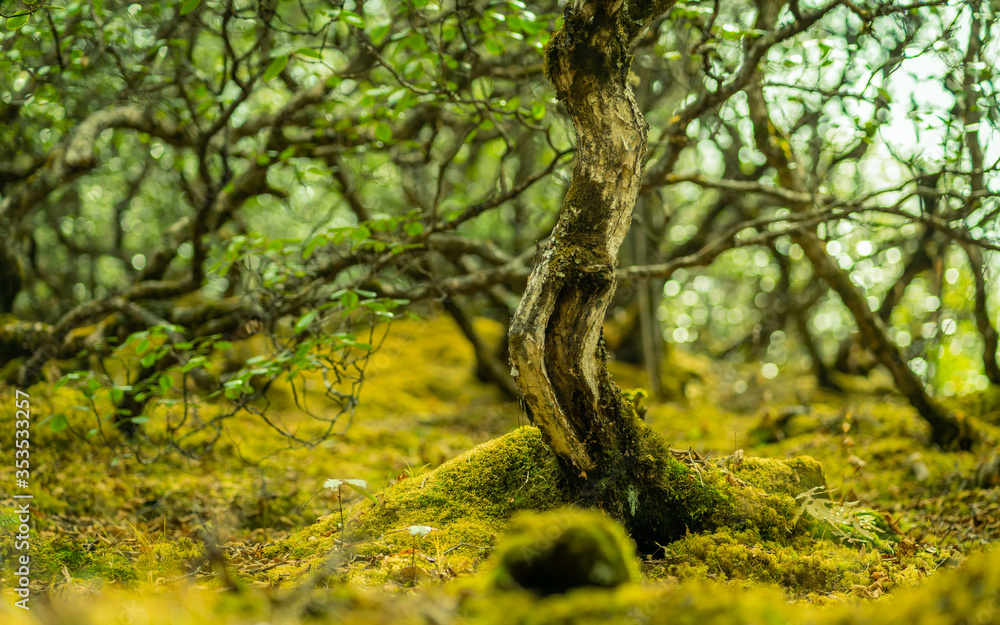 Bark of Rhododendron tree and green moss in a forest of Everest ...