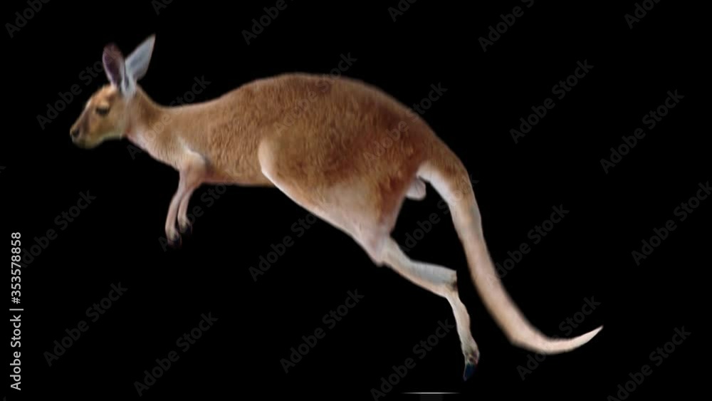 Kangaroo realistic animation. Isolated Somali one-humped dromedary ...