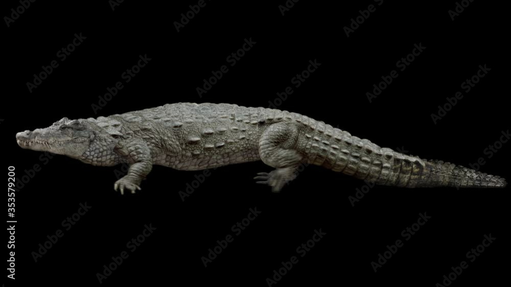 Crocodile walking realistic animation. Isolated animal video including ...