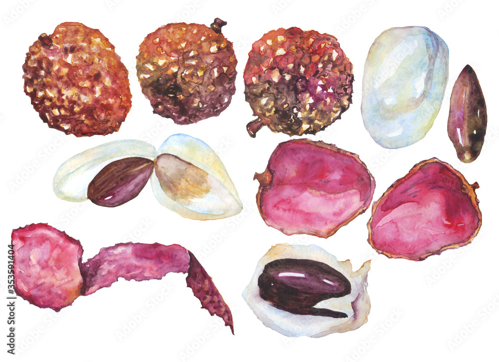 Watercolor of set lychee fruit isolated on white background. Hand ...