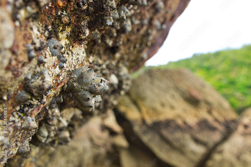Mussel on a dry stone cliff at a beach in Bako Nationalpark in Borneo ...