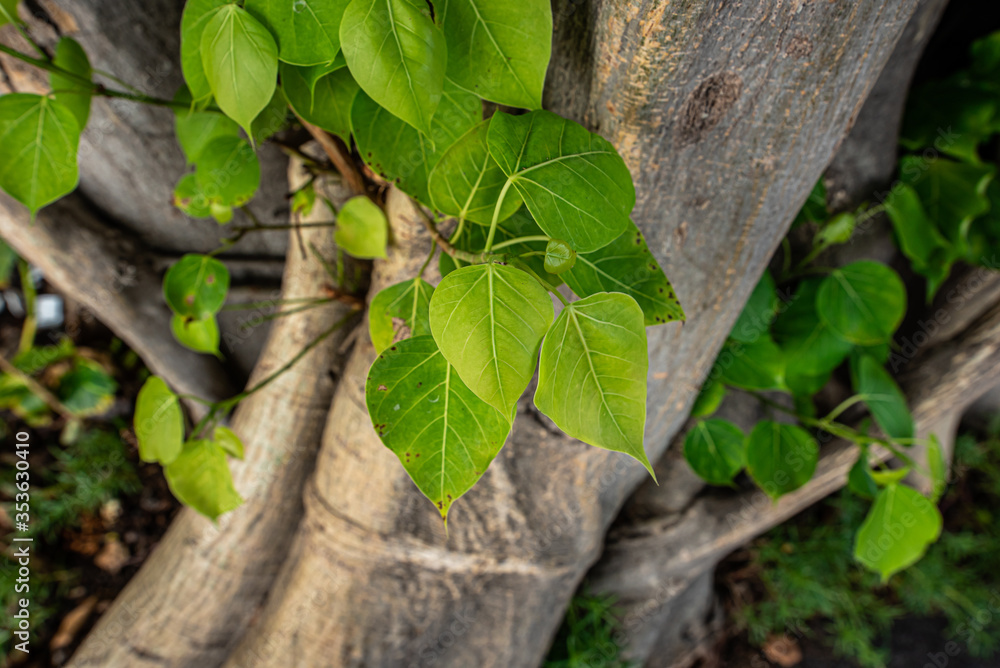 little Bodhi tree that was born under the big Bodhi tree Stock Photo ...