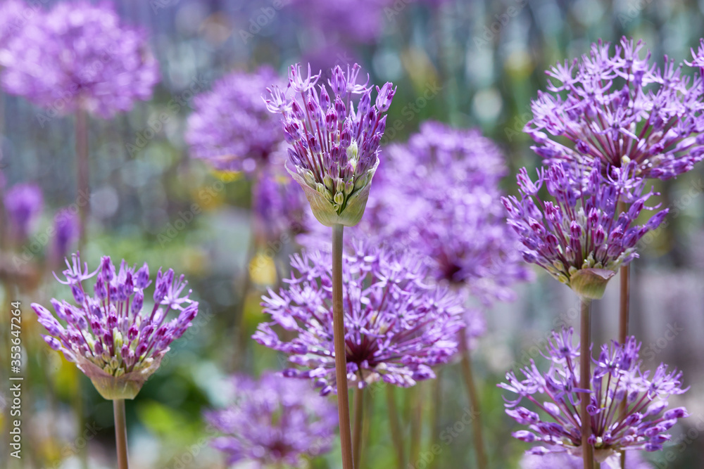 Foto de Giant Onion (Allium Giganteum) flowers. Beautiful picture with ...