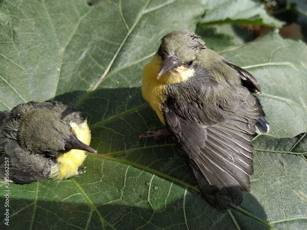 Yellow-rumped bird in hand stock photos.this photo is taken in India By ...
