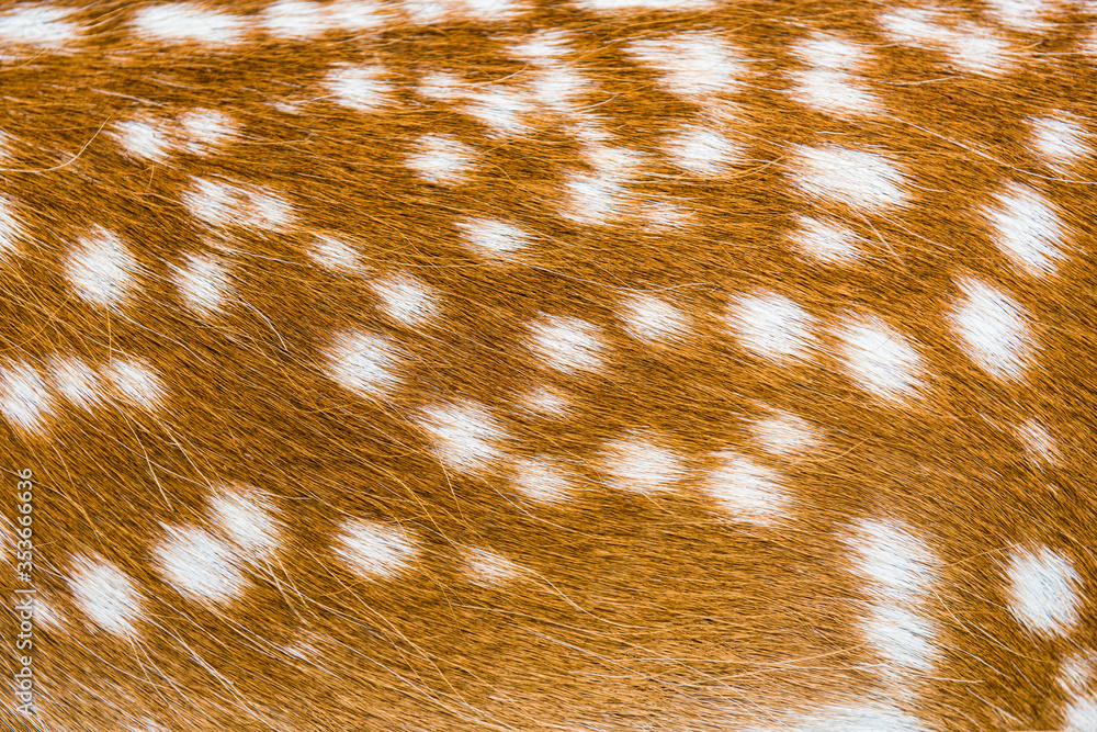 deer animal skin texture for your background and pattern Stock Photo ...