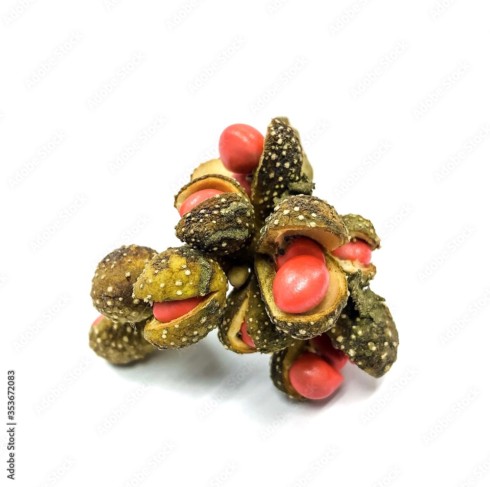 the seeds of Champaca, Champak, Orange chempaka, Golden champa ...