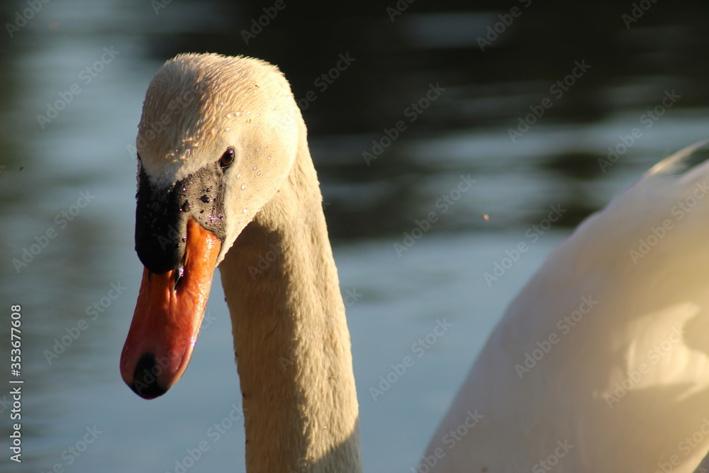 Cigno Adulto Stock Photo | Adobe Stock
