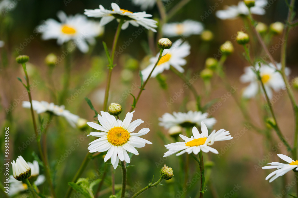 Oxeye daisies growing at the side of the road, Leucanthemum vulgare ...