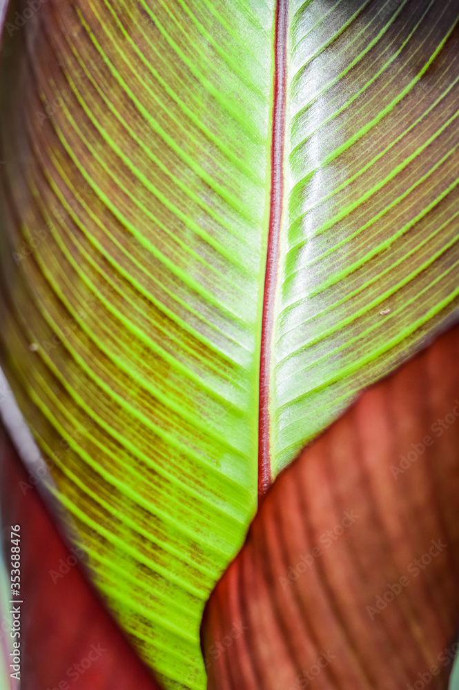 Ensete ventricosum 'Maurelii' also known under the common names of ...